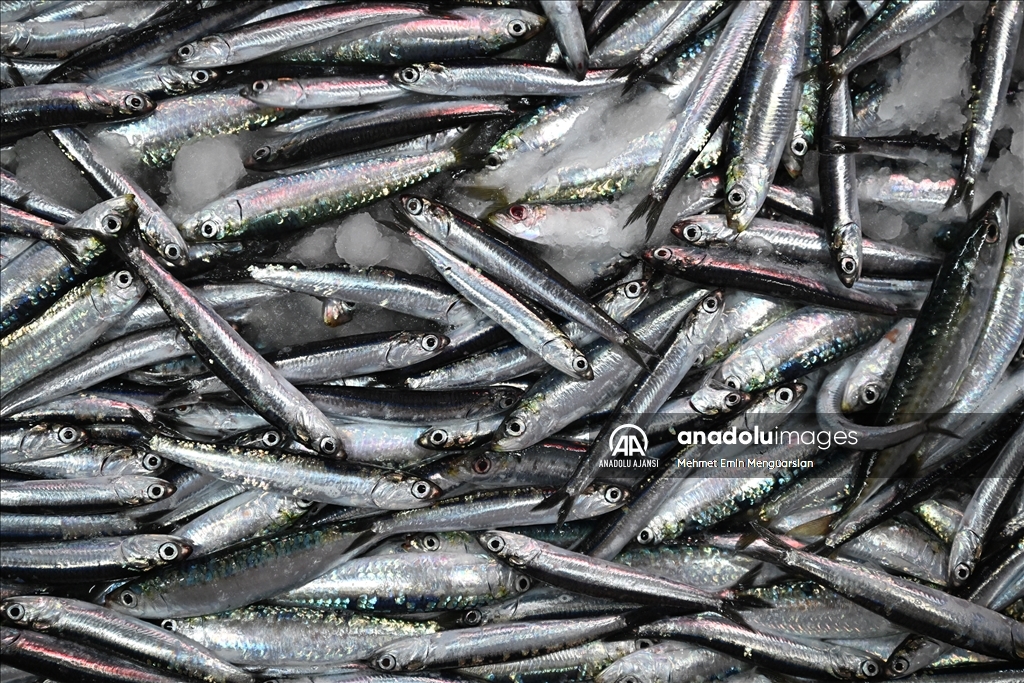 Egeli balıkçılar ilk avdan umutla döndü - Anadolu Ajansı