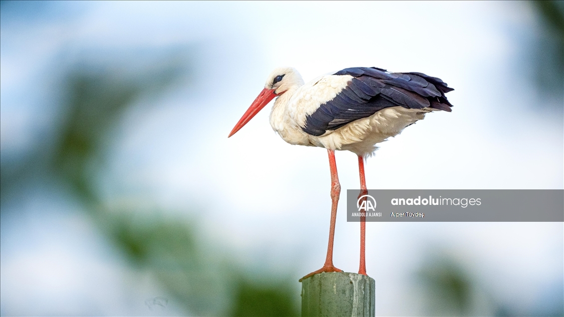 Leylek "Yaren" 12'nci göç yılında yolculuğa başladı - Anadolu Ajansı
