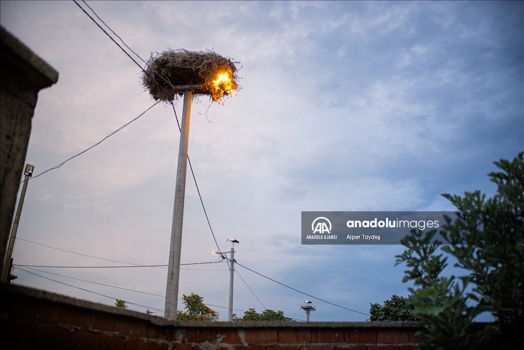 Leylek "Yaren" 12'nci göç yılında yolculuğa başladı - Anadolu Ajansı