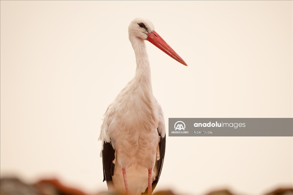 Leylek "Yaren" 12'nci göç yılında yolculuğa başladı - Anadolu Ajansı