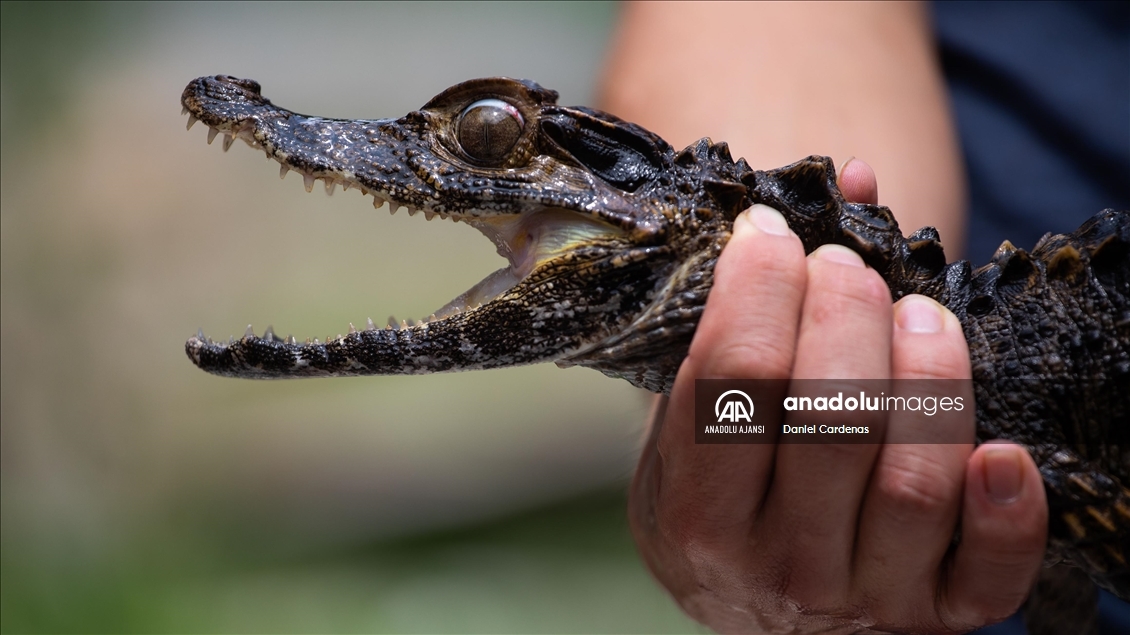 Meksika'nın Morelos kentinde "Timsah Evi" projesi geliştirildi ...