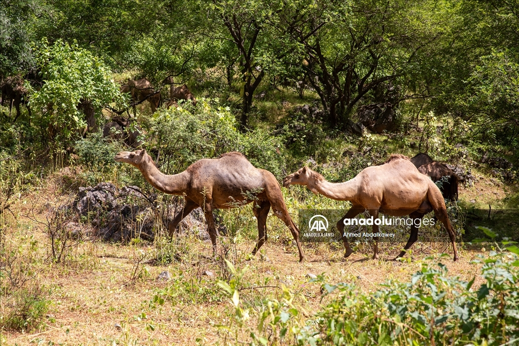 Zufar'ın çöl develeri, baharın gelişiyle otlatma mevsimine hazır ...