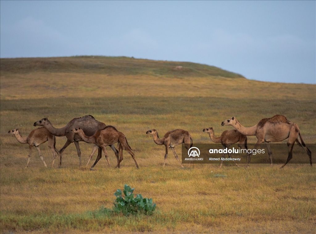 Zufar'ın çöl develeri, baharın gelişiyle otlatma mevsimine hazır ...