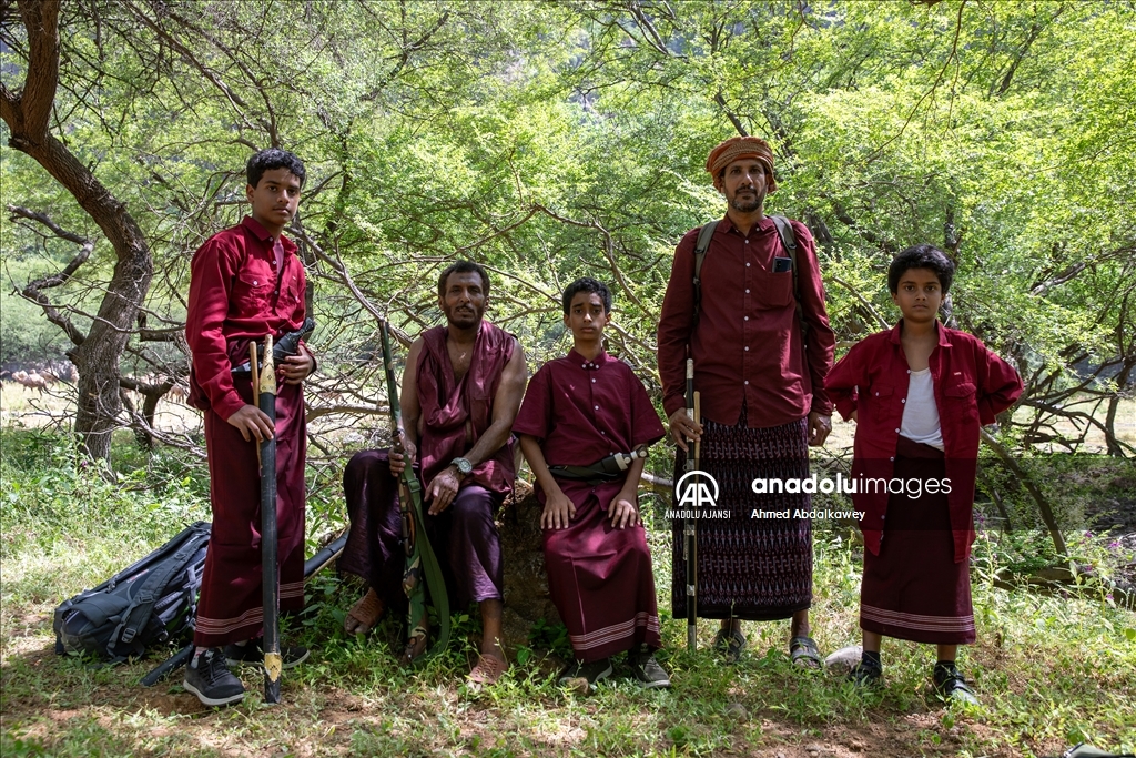 Zufar'ın çöl develeri, baharın gelişiyle otlatma mevsimine hazır ...