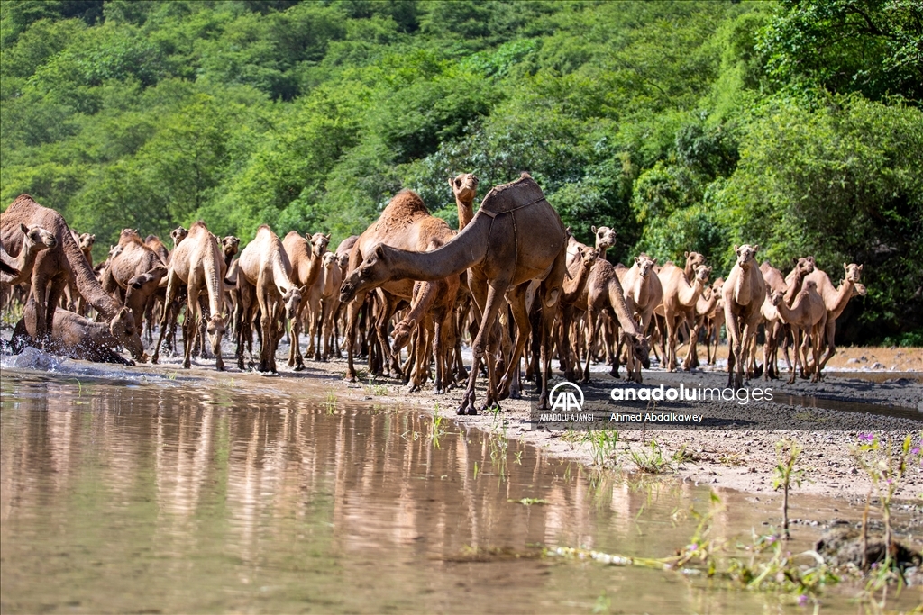 Zufar'ın çöl develeri, baharın gelişiyle otlatma mevsimine hazır ...
