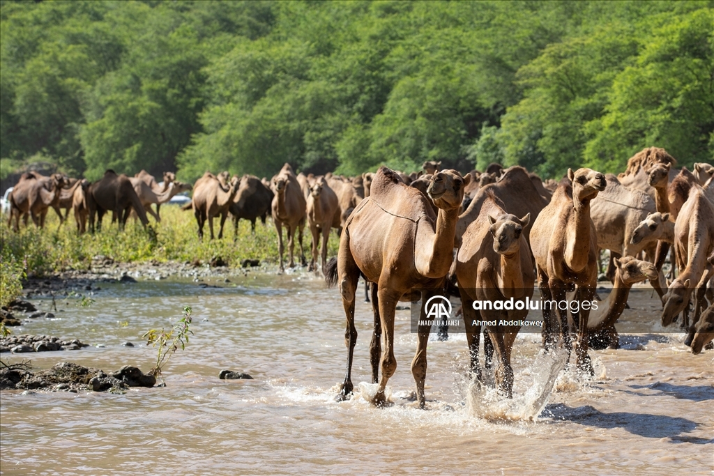 Zufar'ın çöl develeri, baharın gelişiyle otlatma mevsimine hazır ...