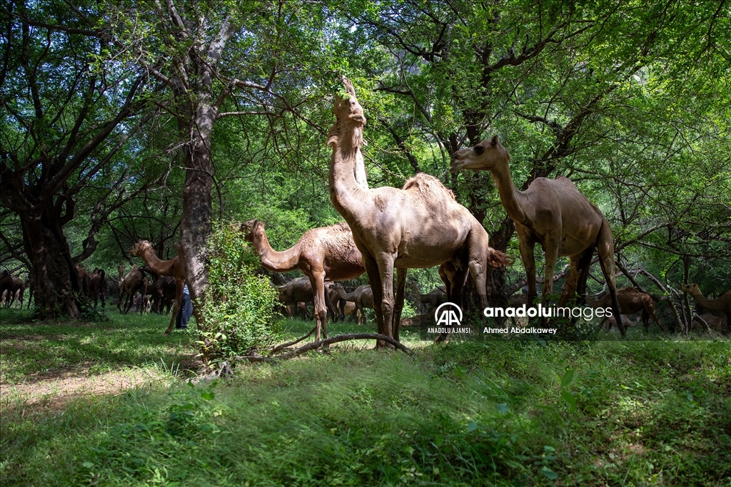 Zufar'ın çöl develeri, baharın gelişiyle otlatma mevsimine hazır ...