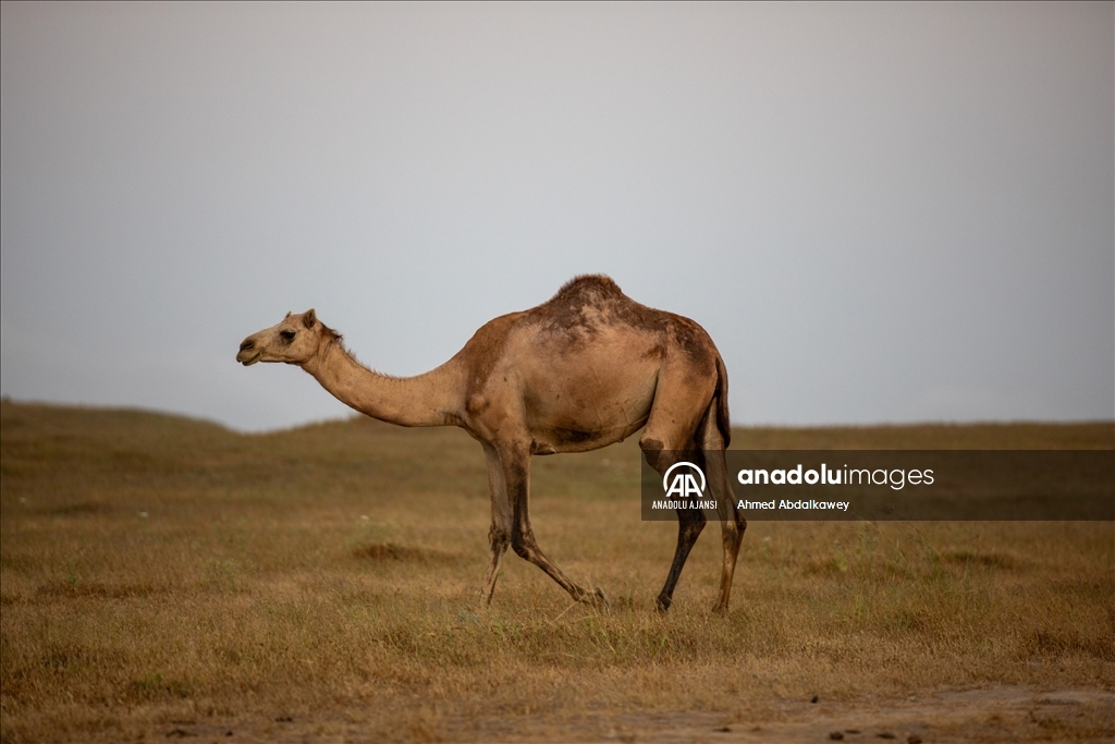 Zufar'ın çöl develeri, baharın gelişiyle otlatma mevsimine hazır ...