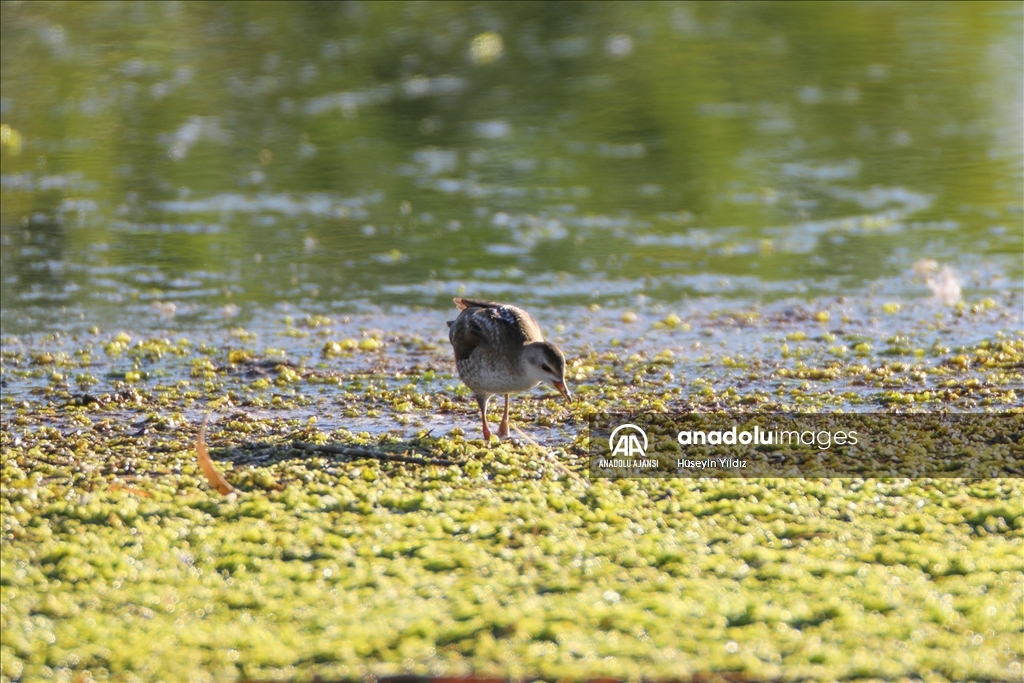 Aras Kuş Cenneti'nde 18 yıldır halkalama ve araştırma çalışmaları ...