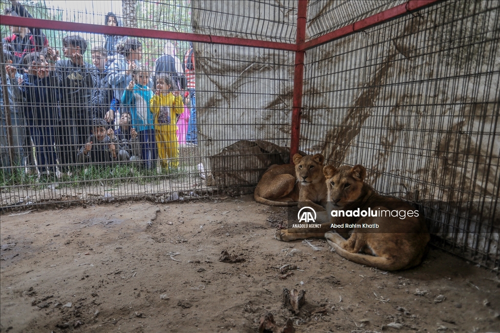 Israeli attacks affect the zoo life in Gaza - Anadolu Ajansı