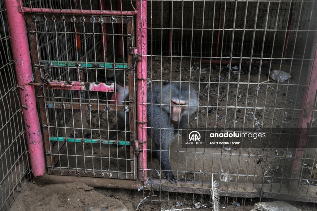 Israeli attacks affect the zoo life in Gaza - Anadolu Ajansı
