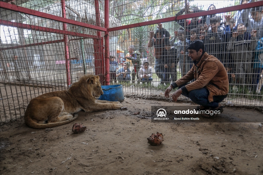 Israeli attacks affect the zoo life in Gaza - Anadolu Ajansı