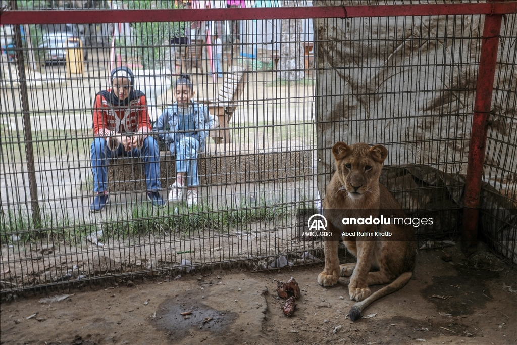 Israeli attacks affect the zoo life in Gaza - Anadolu Ajansı