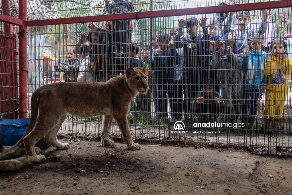 Israeli attacks affect the zoo life in Gaza - Anadolu Ajansı