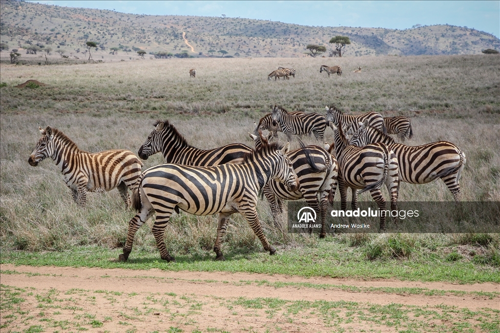 Kenya'da yabani hayat - Anadolu Ajansı