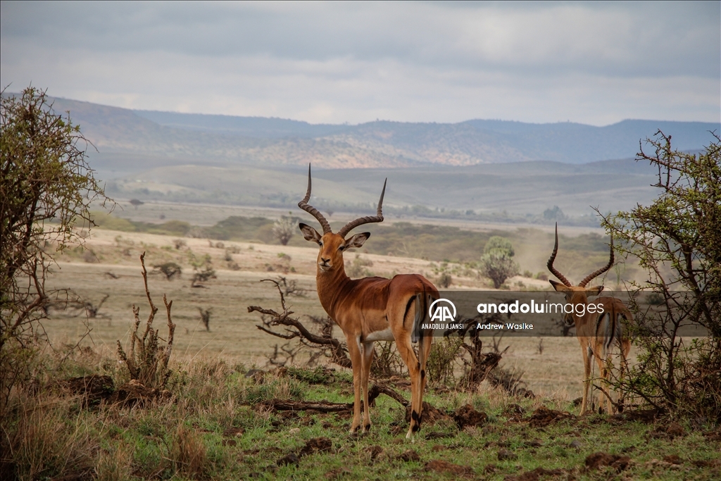 Kenya'da yabani hayat - Anadolu Ajansı