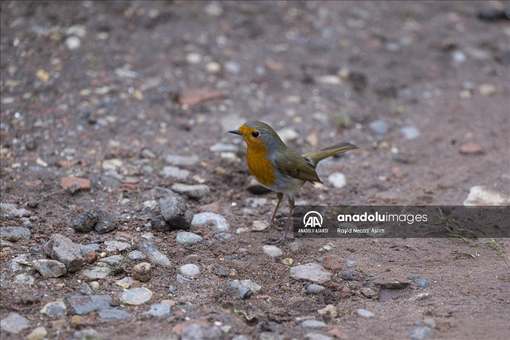 Londra'nın sevimli sakini "Kızılgerdan" - Anadolu Ajansı
