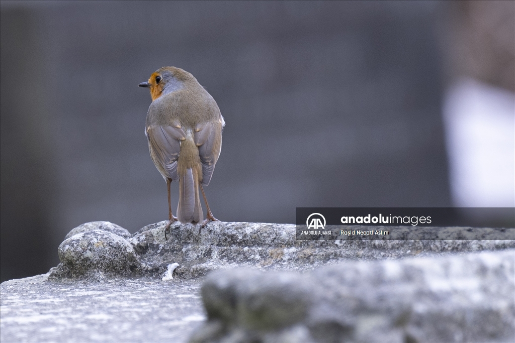 Londra'nın sevimli sakini "Kızılgerdan" - Anadolu Ajansı