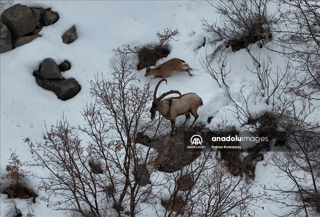 Wild goats in Turkiye's Bingol - Anadolu Ajansı