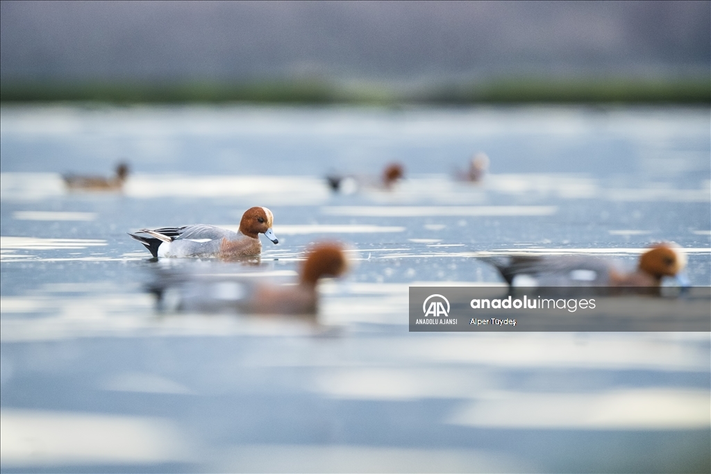 Hersek Lagünü kıyılarında beslenen Fiyu ördekleri - Anadolu Ajansı