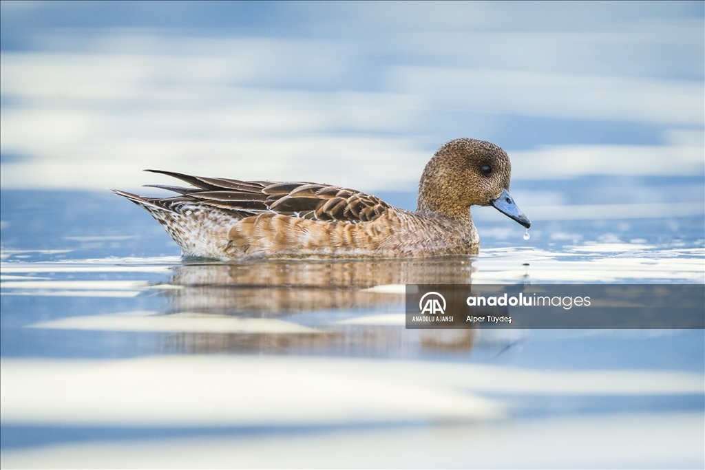 Hersek Lagünü kıyılarında beslenen Fiyu ördekleri - Anadolu Ajansı
