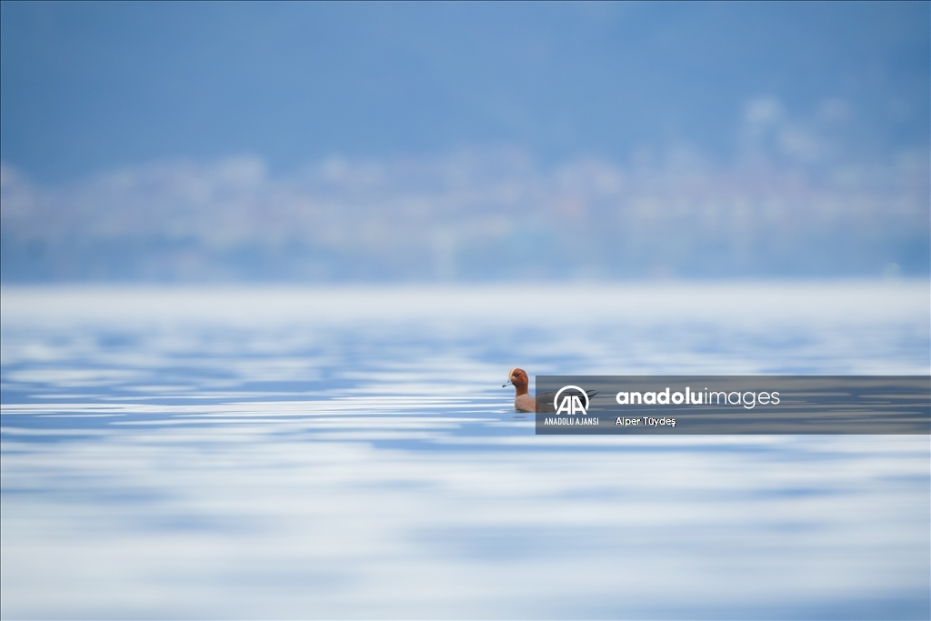 Hersek Lagünü kıyılarında beslenen Fiyu ördekleri - Anadolu Ajansı