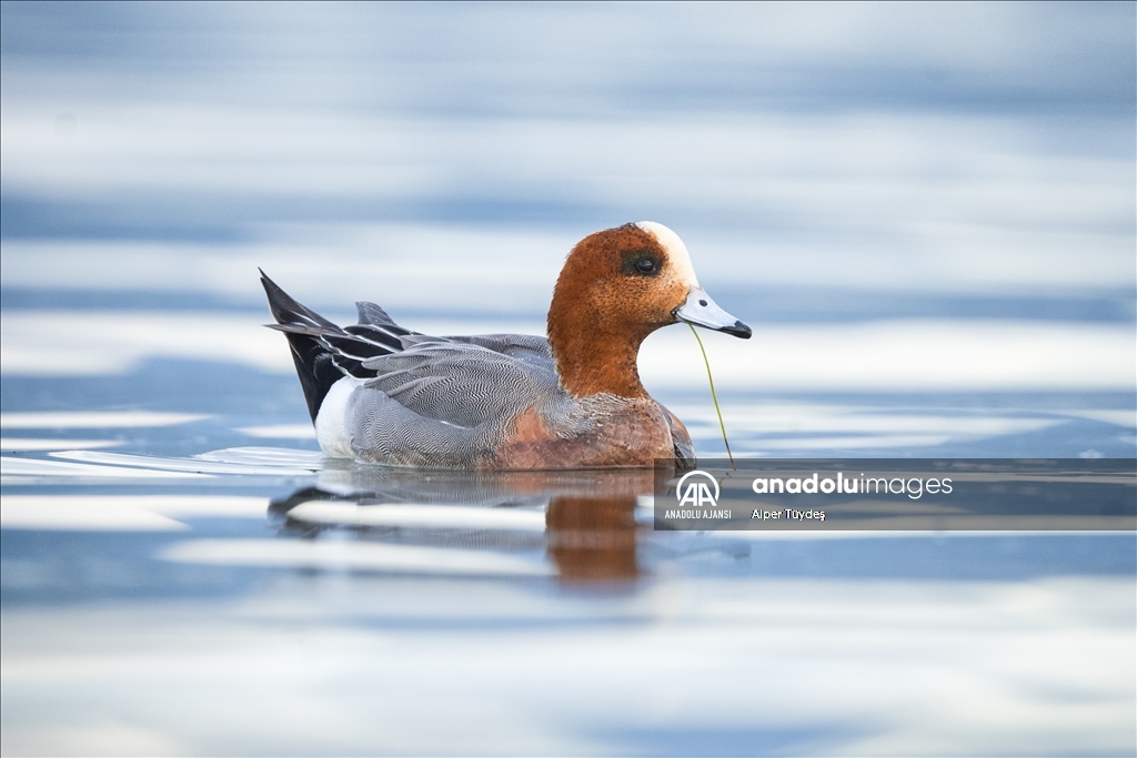 Hersek Lagünü kıyılarında beslenen Fiyu ördekleri - Anadolu Ajansı
