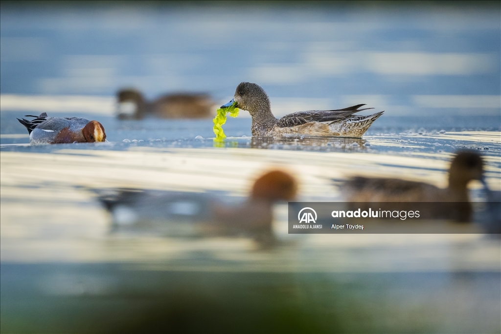 Hersek Lagünü kıyılarında beslenen Fiyu ördekleri - Anadolu Ajansı