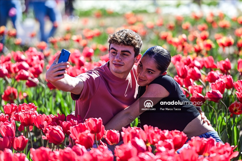 İtalya'daki 'İtalyan Lalesi' tarlası görsel ziyafet sunuyor - Anadolu Ajansı