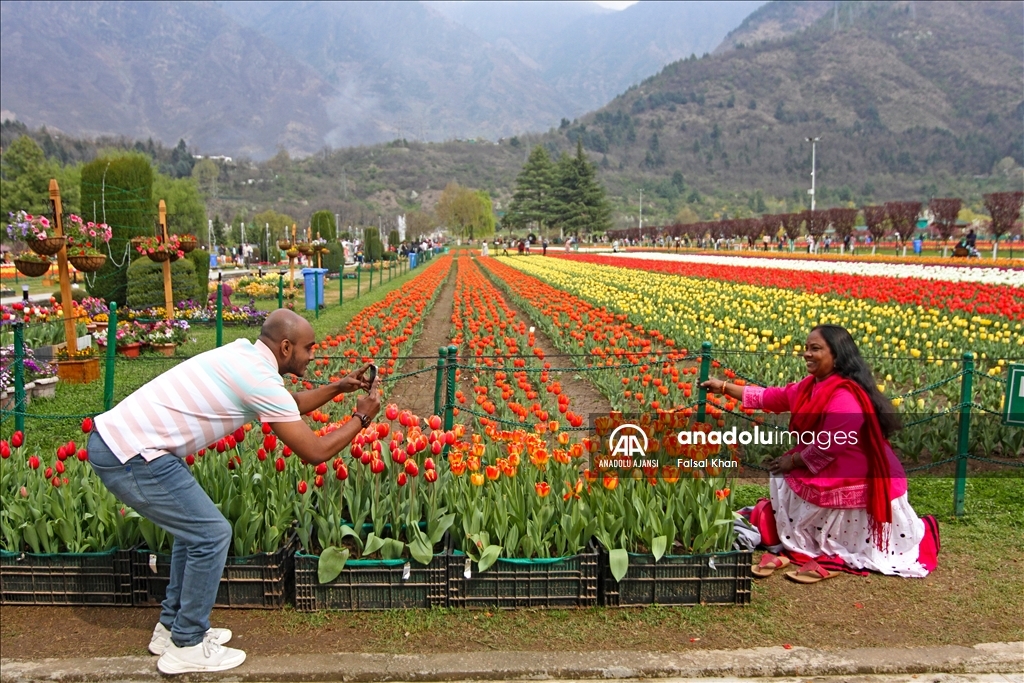 Asya'nın en büyük Lale Bahçesi Cammu Keşmir eyaletinde açıldı - Anadolu ...