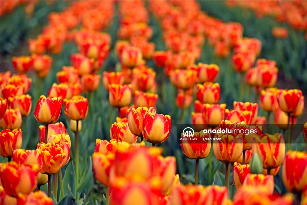Asya'nın en büyük Lale Bahçesi Cammu Keşmir eyaletinde açıldı - Anadolu ...
