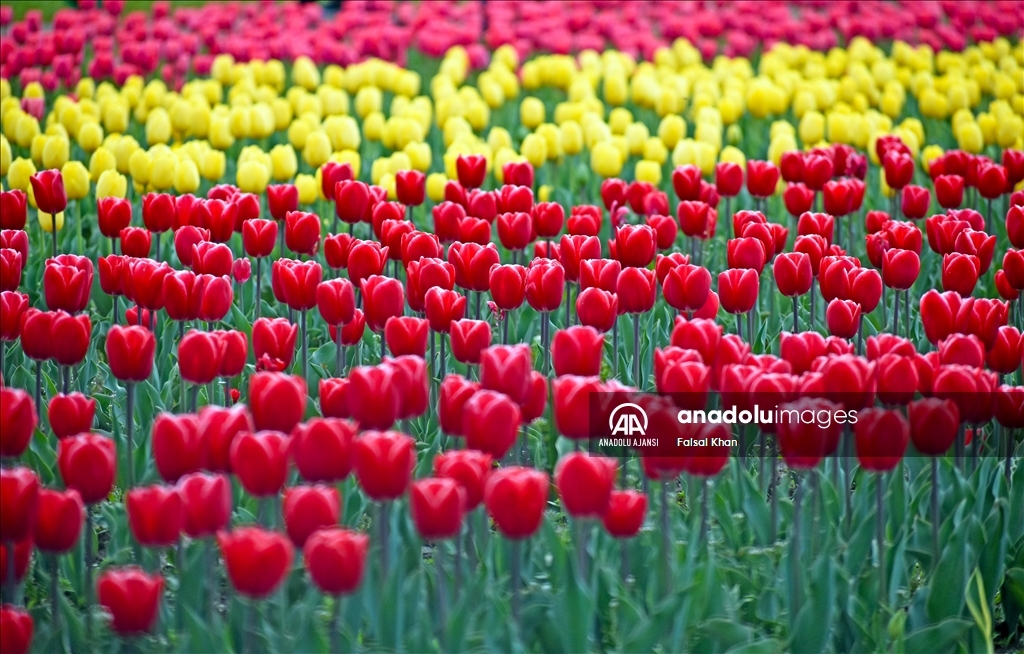 Asya'nın en büyük Lale Bahçesi Cammu Keşmir eyaletinde açıldı - Anadolu ...