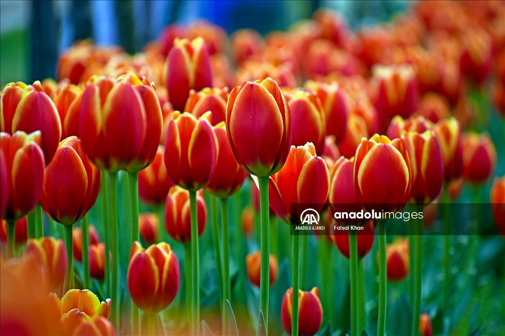 Asya'nın en büyük Lale Bahçesi Cammu Keşmir eyaletinde açıldı - Anadolu ...