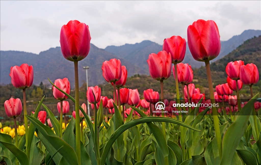Asya'nın en büyük Lale Bahçesi Cammu Keşmir eyaletinde açıldı - Anadolu ...