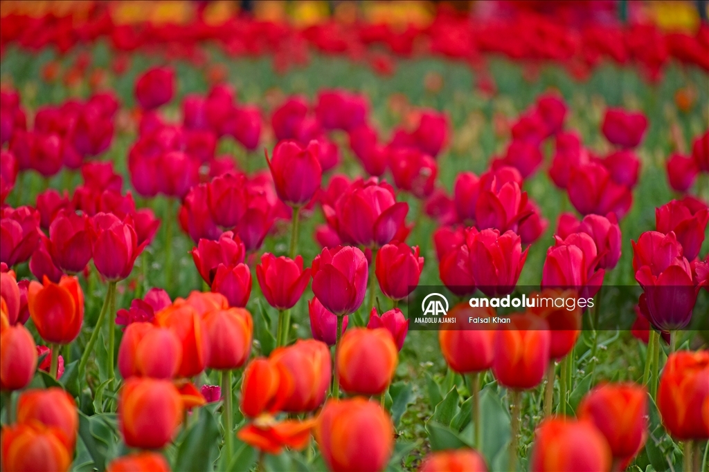 Asya'nın en büyük Lale Bahçesi Cammu Keşmir eyaletinde açıldı - Anadolu ...