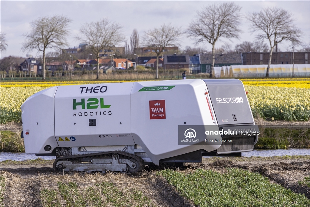 Hollanda'da yapay zeka destekli robot "Theo", lale üretimindeki ...