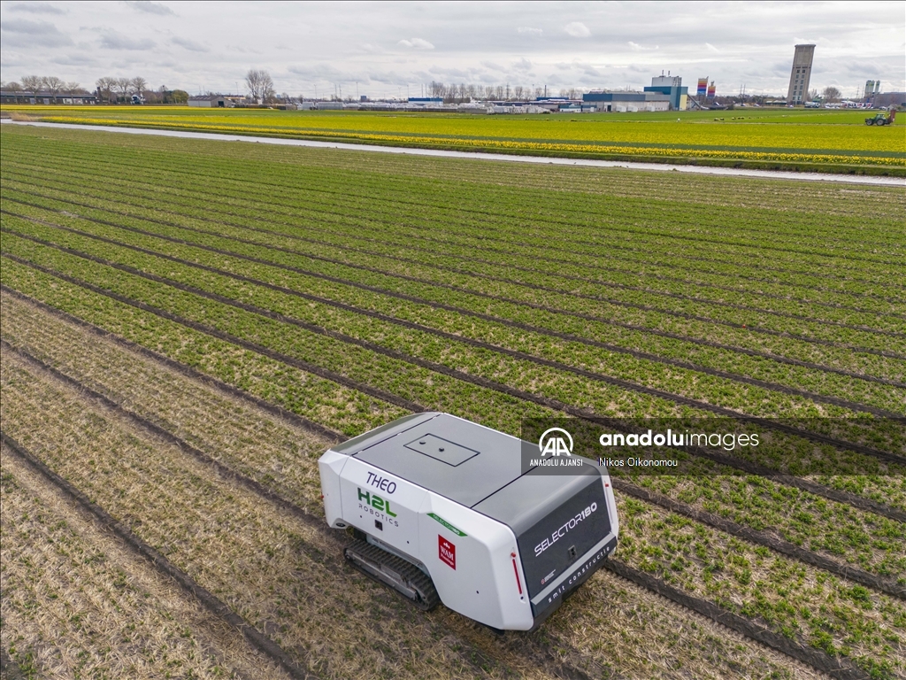 Hollanda'da yapay zeka destekli robot "Theo", lale üretimindeki ...