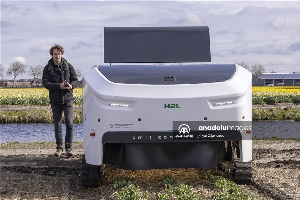 Hollanda'da yapay zeka destekli robot "Theo", lale üretimindeki ...
