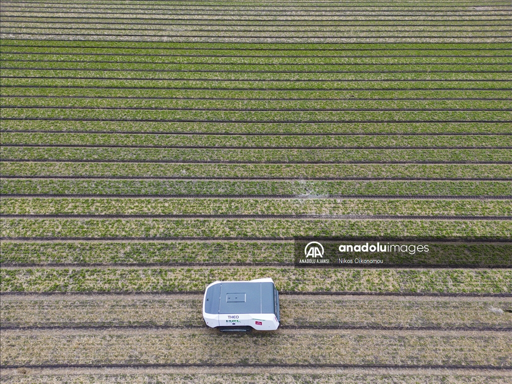 Hollanda'da yapay zeka destekli robot "Theo", lale üretimindeki ...