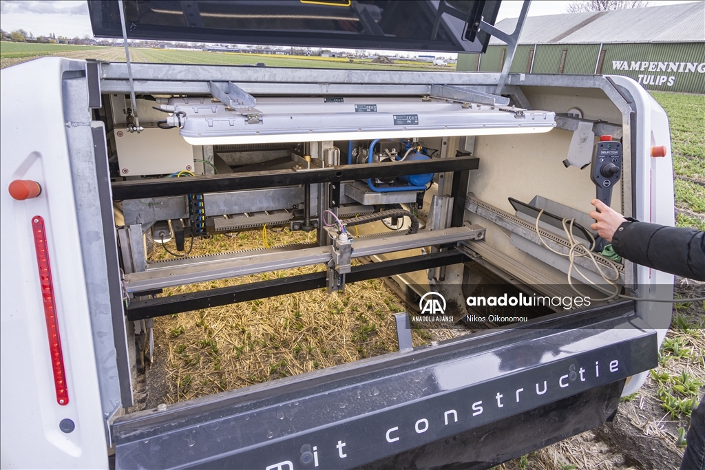 Hollanda'da yapay zeka destekli robot "Theo", lale üretimindeki ...