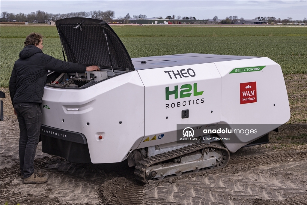 Hollanda'da yapay zeka destekli robot "Theo", lale üretimindeki ...