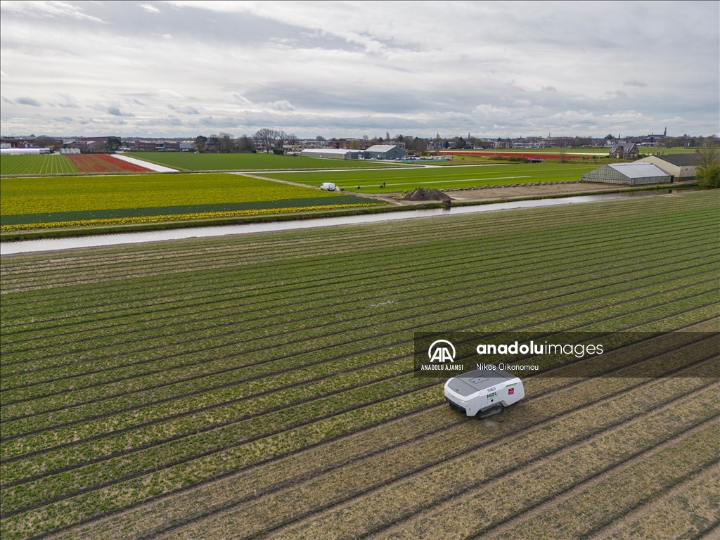 Hollanda'da yapay zeka destekli robot "Theo", lale üretimindeki ...