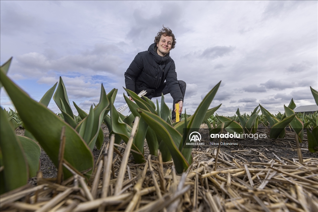 Hollanda'da yapay zeka destekli robot "Theo", lale üretimindeki ...
