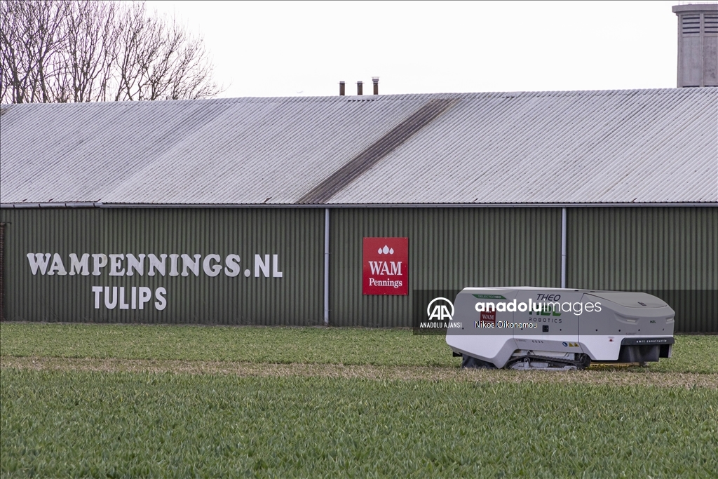 Hollanda'da yapay zeka destekli robot "Theo", lale üretimindeki ...