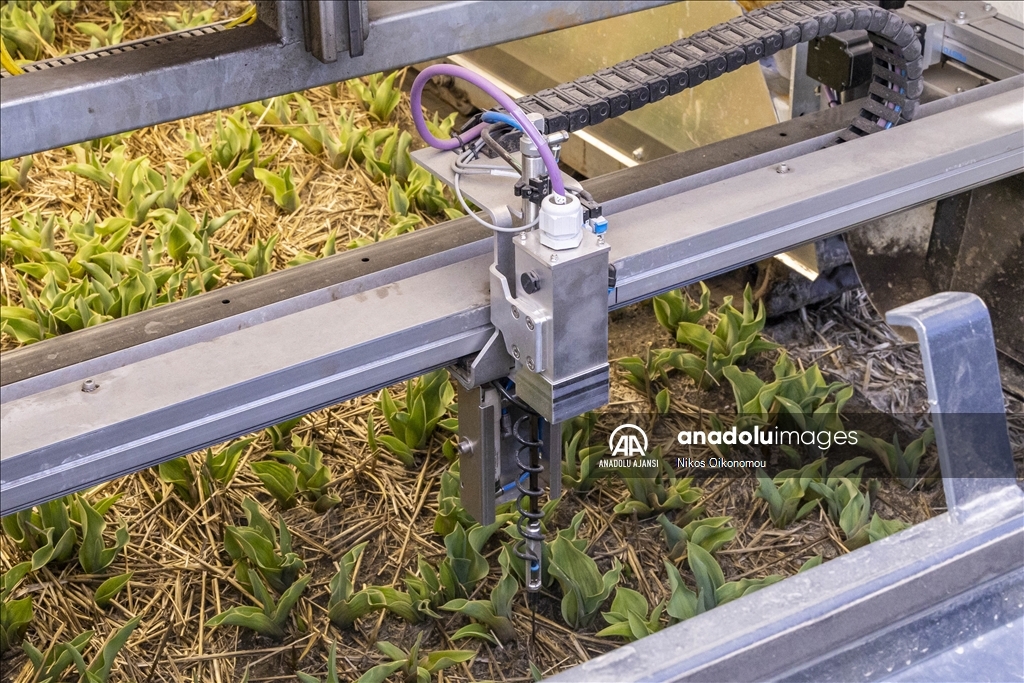 Hollanda'da yapay zeka destekli robot "Theo", lale üretimindeki ...
