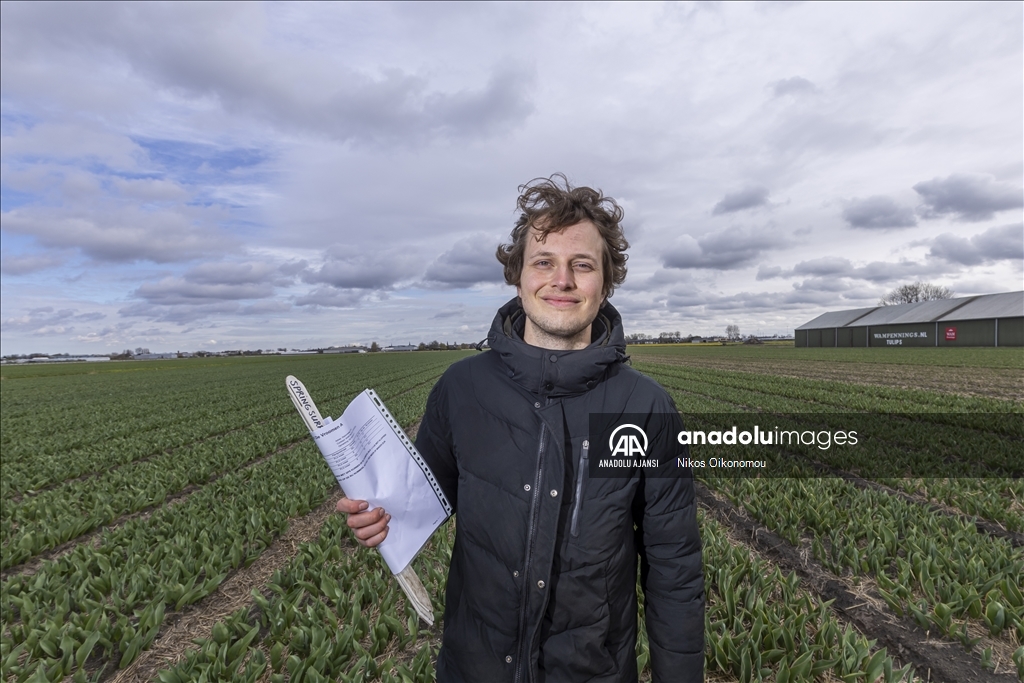 Hollanda'da yapay zeka destekli robot "Theo", lale üretimindeki ...