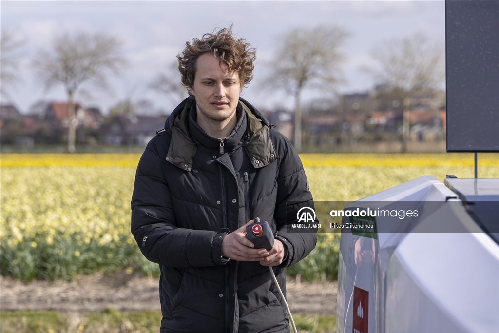 Hollanda'da yapay zeka destekli robot "Theo", lale üretimindeki ...