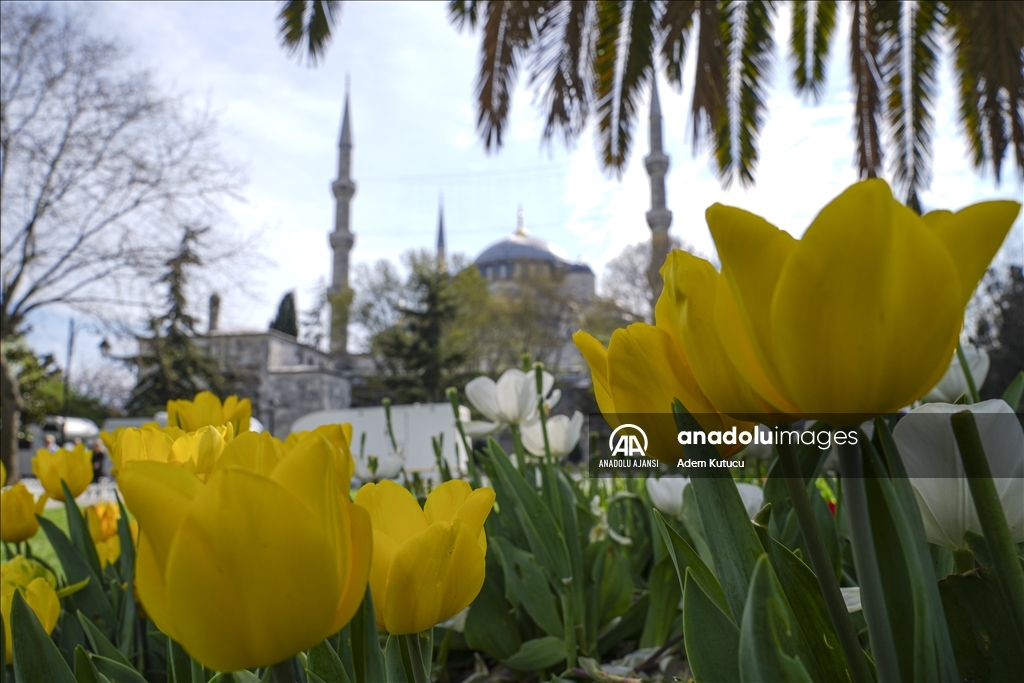 İstanbul'da lale zamanı - Anadolu Ajansı