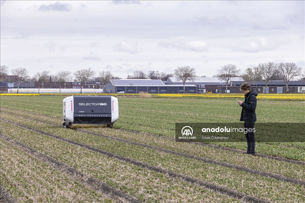 Hollanda'da yapay zeka destekli robot "Theo", lale üretimindeki ...