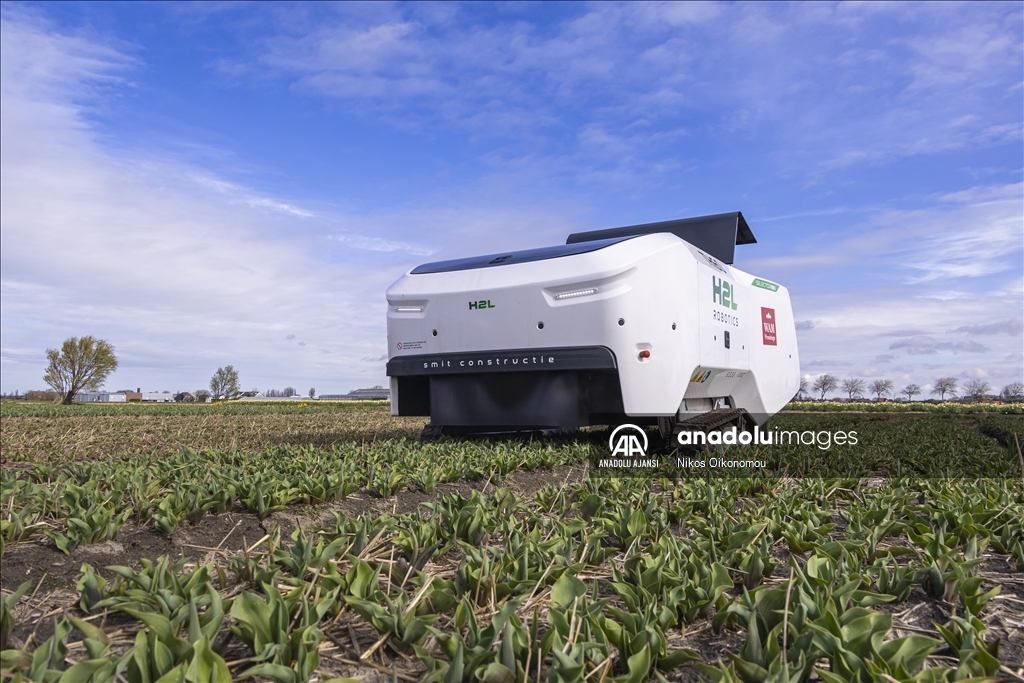 Hollanda'da yapay zeka destekli robot "Theo", lale üretimindeki ...